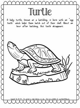Turtle Coloring Page | Free Homeschool Deals
