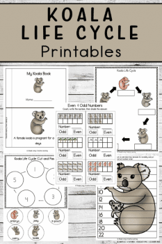 Koala Life Cycle Pages | Free Homeschool Deals