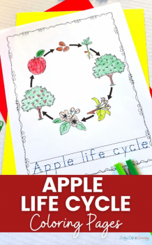 Apple Life Cycle Pages | Free Homeschool Deals