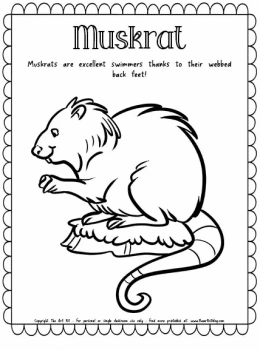 Muskrat Coloring Page | Free Homeschool Deals