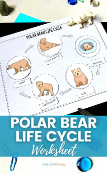 Polar Bear Life Cycle Worksheets | Free Homeschool Deals