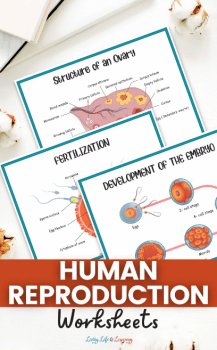 Human Reproduction Worksheets | Free Homeschool Deals