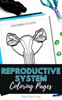Reproductive System Coloring Pages | Free Homeschool Deals