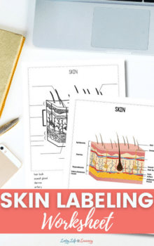 Skin Labeling Worksheet | Free Homeschool Deals