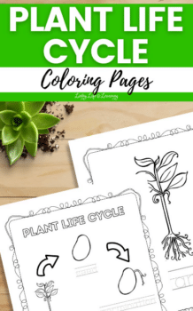 Plant Life Cycle Coloring Pages | Free Homeschool Deals