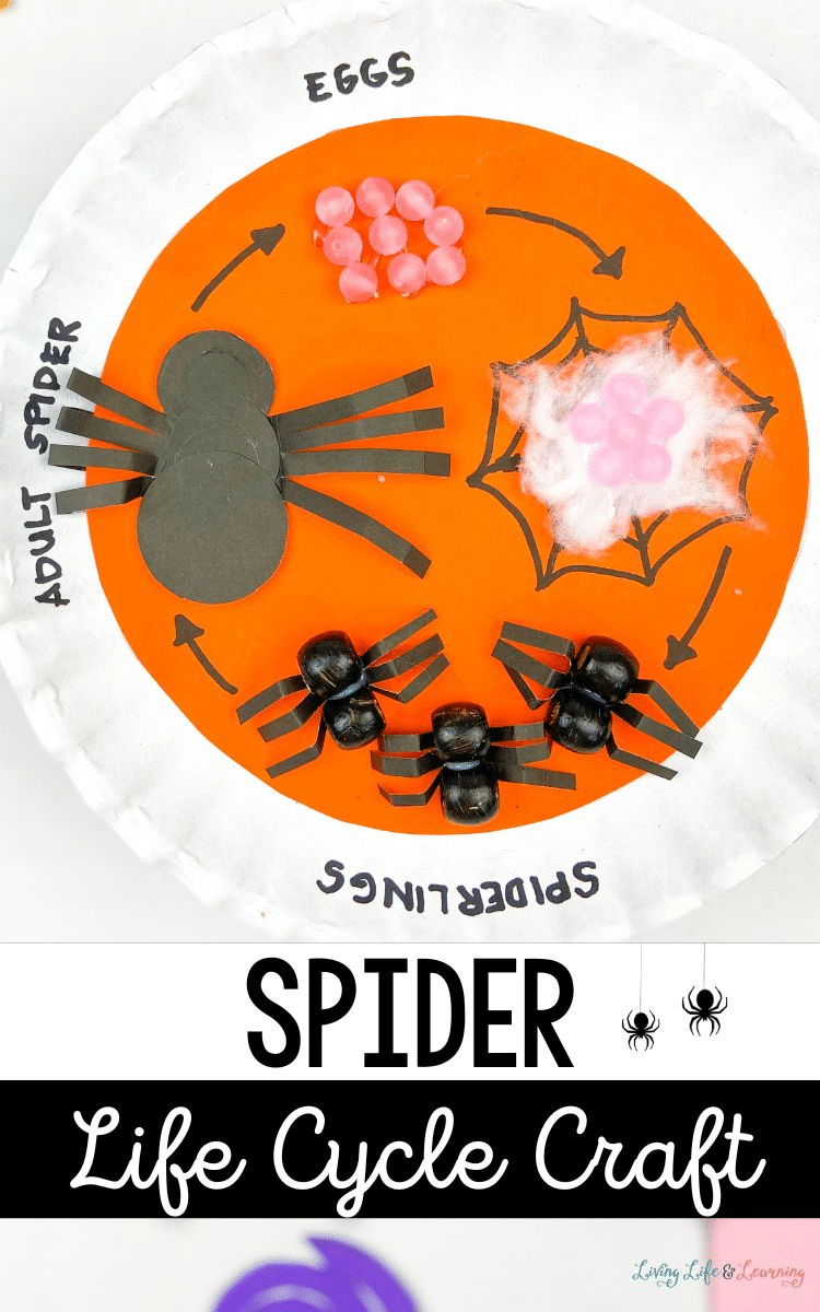 Spider Life Cycle Activity | Free Homeschool Deals