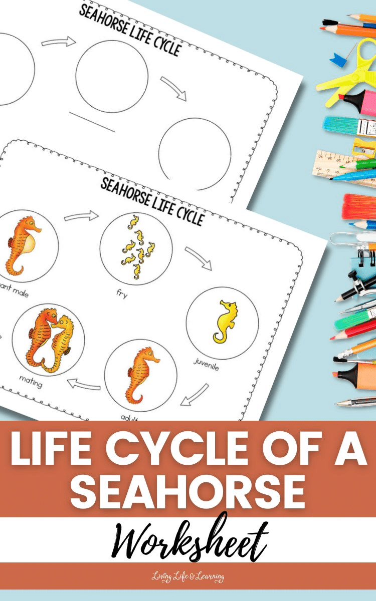 Seahorse Life Cycle Worksheets | Free Homeschool Deals