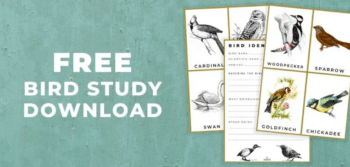 Bird Nature Study | Free Homeschool Deals