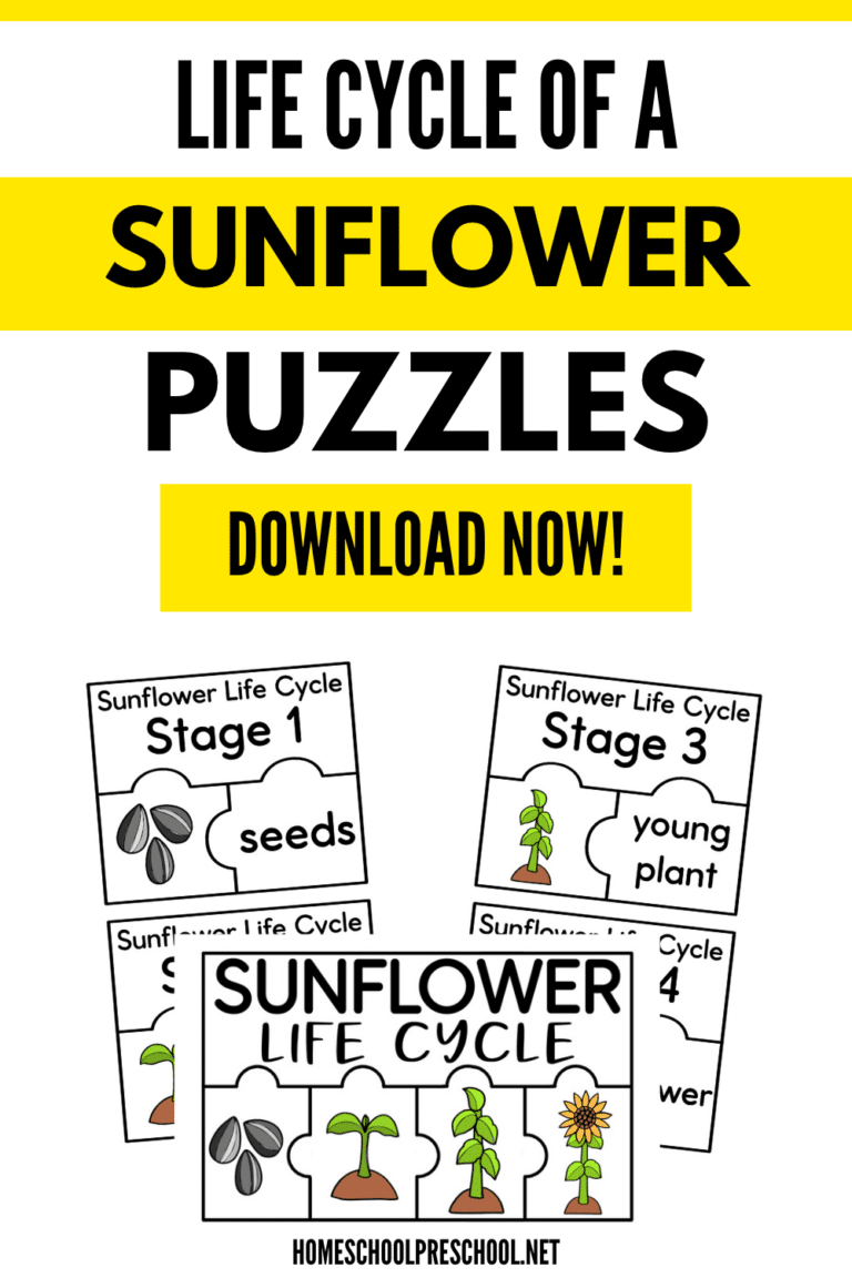 Sunflower Life Cycle Puzzles | Free Homeschool Deals