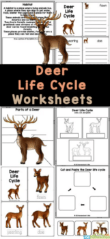 Deer Life Cycle Pages | Free Homeschool Deals