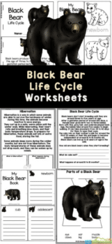 Black Bear Life Cycle | Free Homeschool Deals