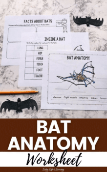 Bat Anatomy Activity Worksheet | Free Homeschool Deals