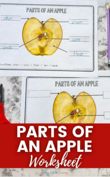 Parts of an Apple | Free Homeschool Deals
