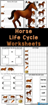 Horse Life Cycle Worksheets | Free Homeschool Deals