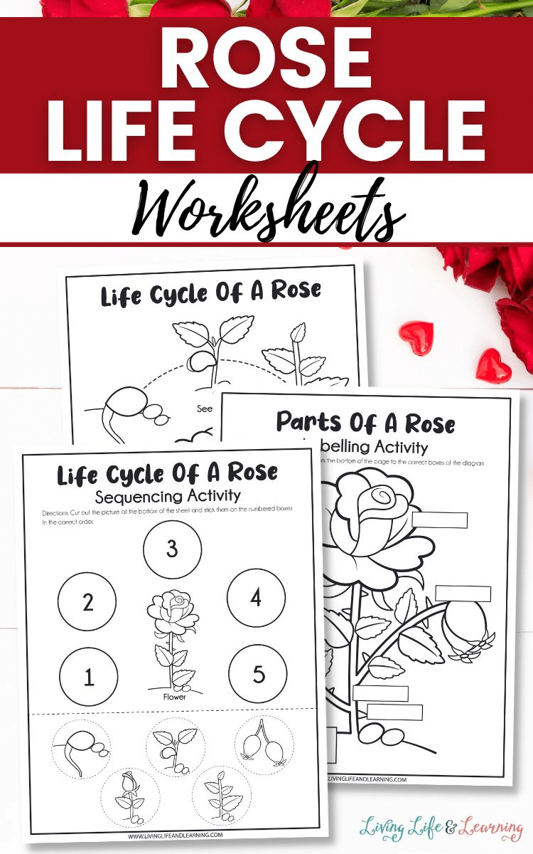 Rose Life Cycle Worksheets | Free Homeschool Deals