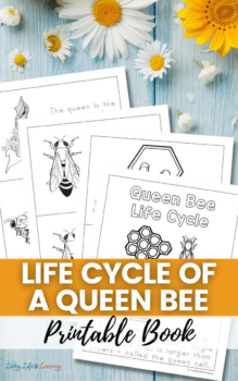 Queen Bee Life Cycle Worksheets | Free Homeschool Deals