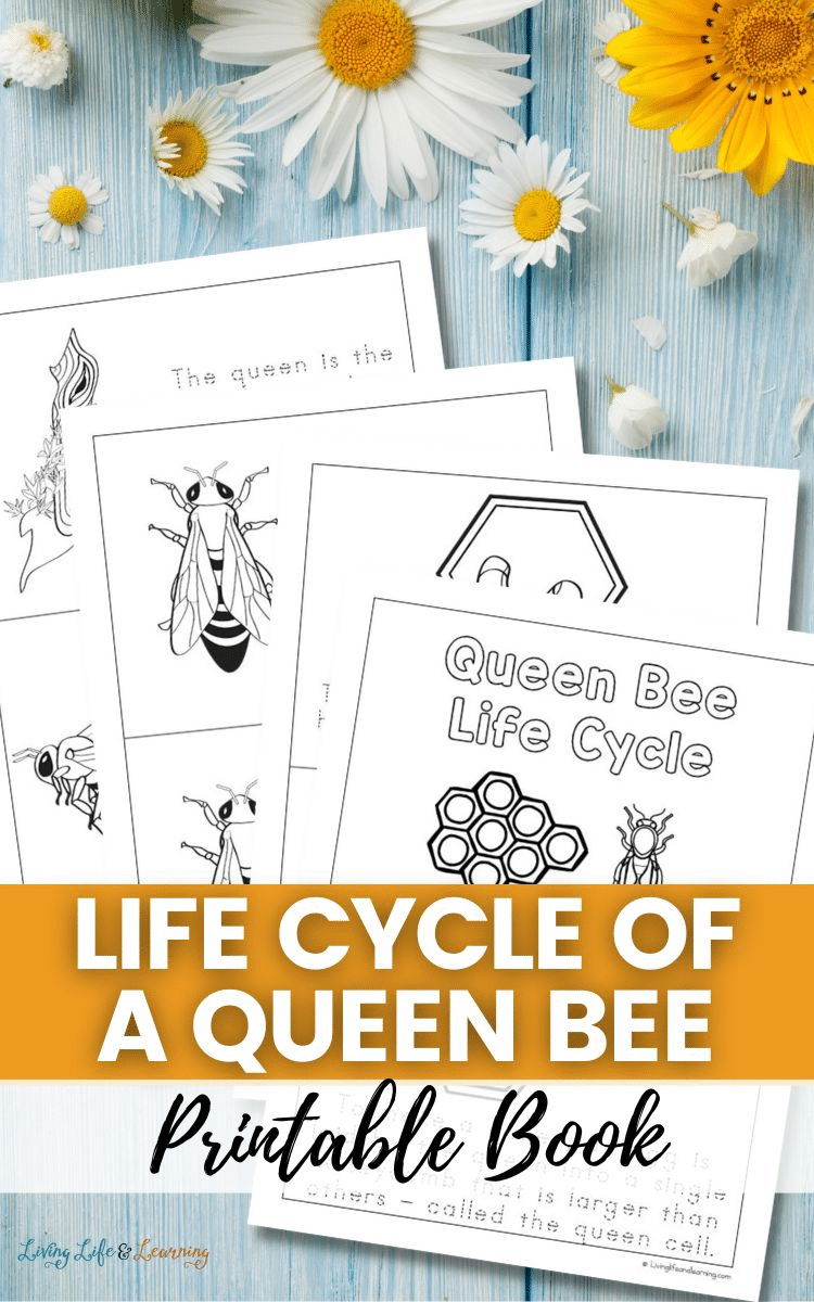Queen Bee Life Cycle Worksheets | Free Homeschool Deals