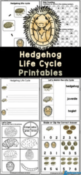 Hedgehog Life Cycle Pages | Free Homeschool Deals