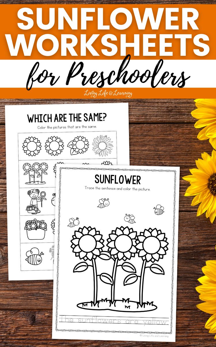 Sunflower Worksheets for Preschoolers | Free Homeschool Deals