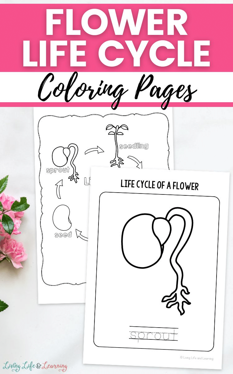 Flower Life Cycle Coloring Pages | Free Homeschool Deals
