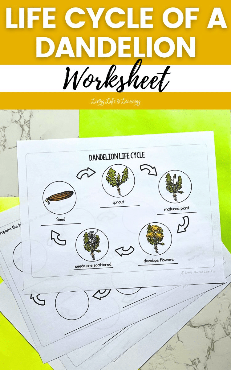 Dandelion Life Cycle Worksheet | Free Homeschool Deals