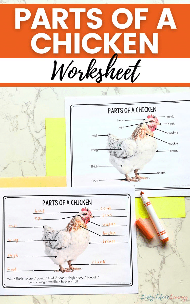 Parts of a Chicken Worksheet | Free Homeschool Deals
