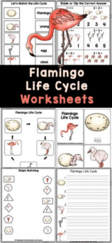 Flamingo Life Cycle Pages | Free Homeschool Deals