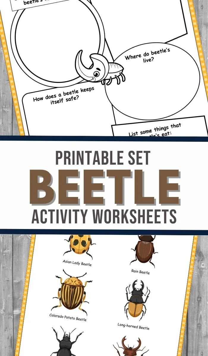 Beetle Activity Set Worksheets | Free Homeschool Deals