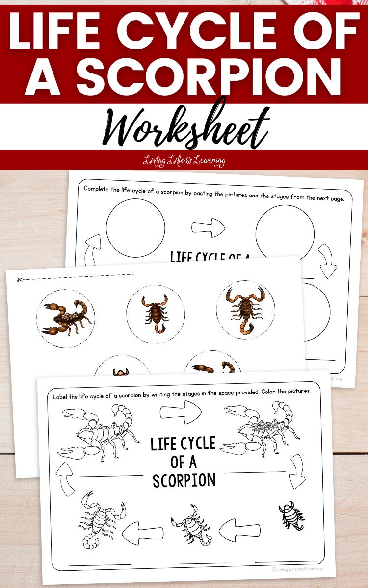 Life Cycle of a Scorpion Worksheets | Free Homeschool Deals