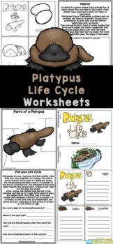 Platypus Lifecycle Worksheets | Free Homeschool Deals
