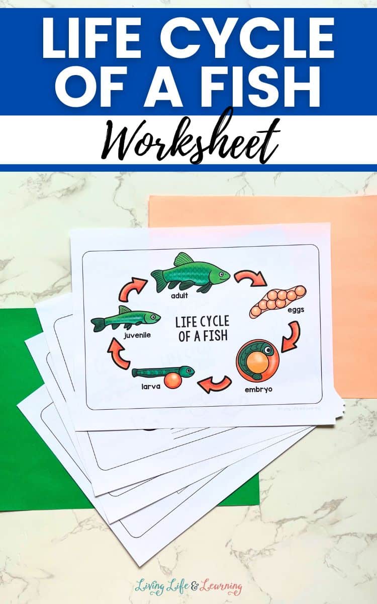 Life Cycle Of A Fish Worksheet Salmon Life Cycle Poster & Worksheets