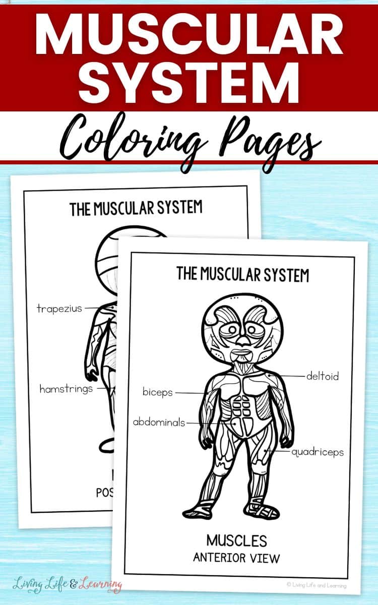 Human Body Muscular System Coloring Worksheets | Free Homeschool Deals