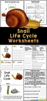 Free Elementary Life Cycle of Snails Worksheets | Free Homeschool Deals
