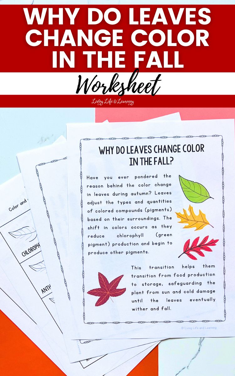 Reasons A Leaf Changes Colors Printable | Free Homeschool Deals
