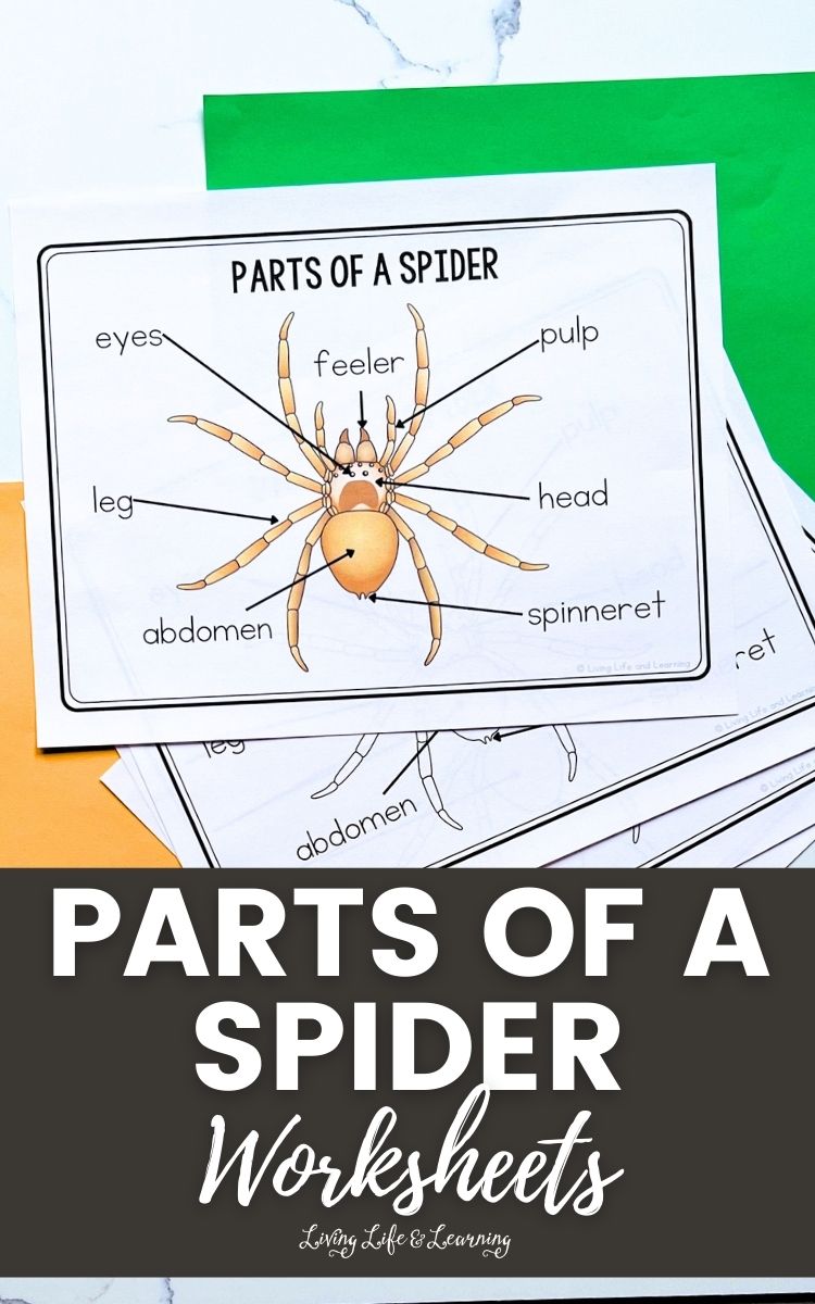 Spider Anatomy Body Parts Printables | Free Homeschool Deals